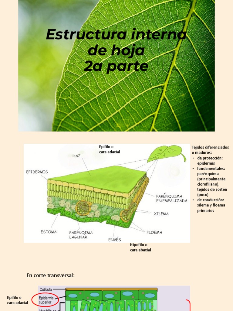 Estructura Interna de Hoja Botánica Alimentaria 2022 2a Parte | PDF ...