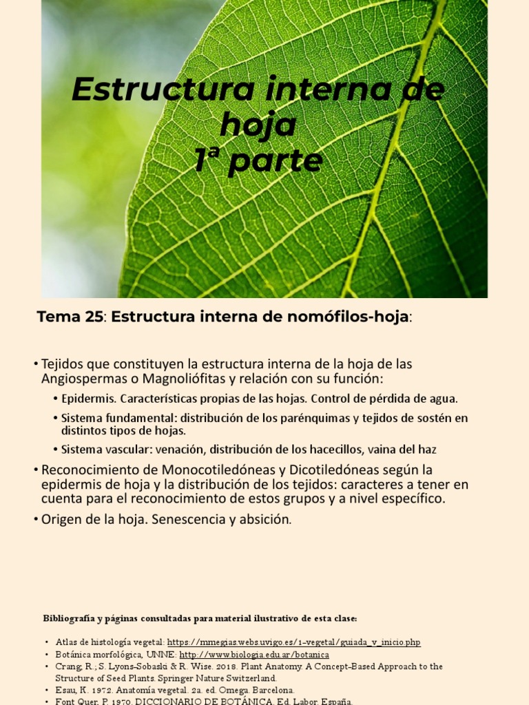 Estructura Interna de Hoja Botánica Alimentaria 2022 1a Parte | PDF | Hoja | Estoma