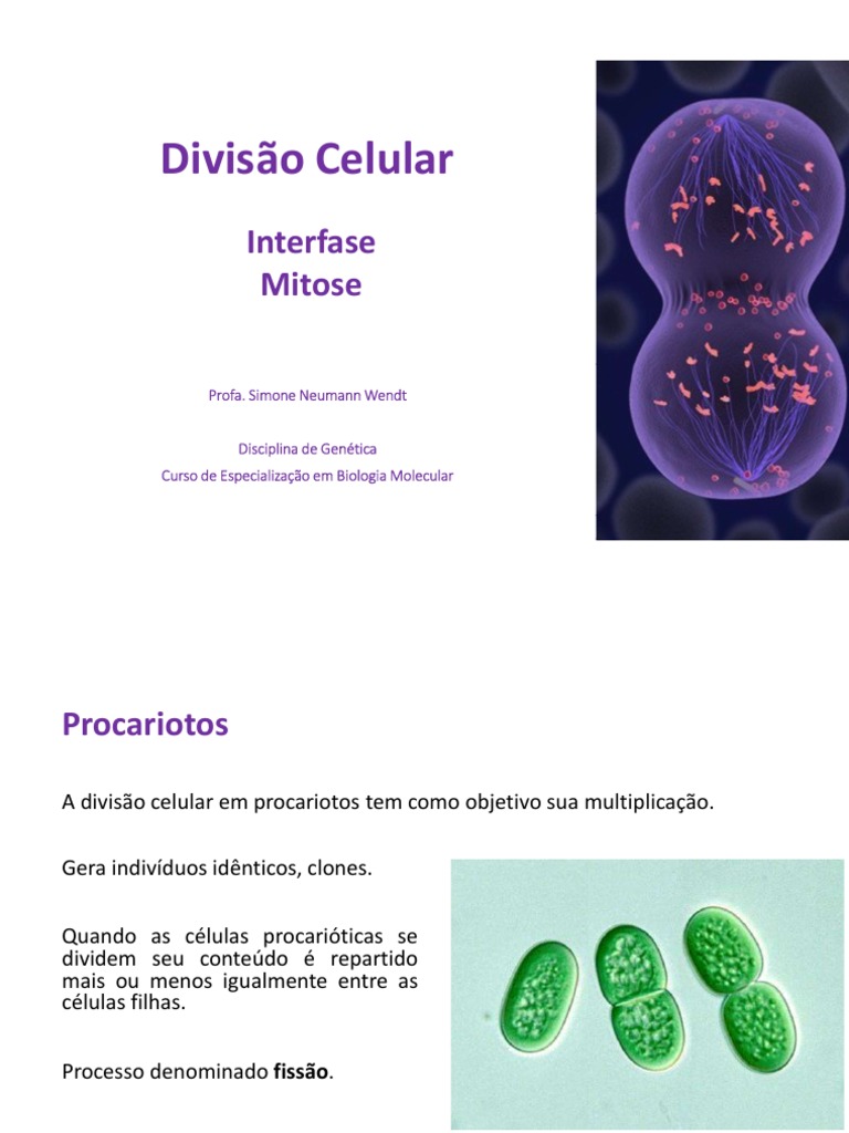 Divisão Celular Mitose Pdf Meiose Célula Biologia