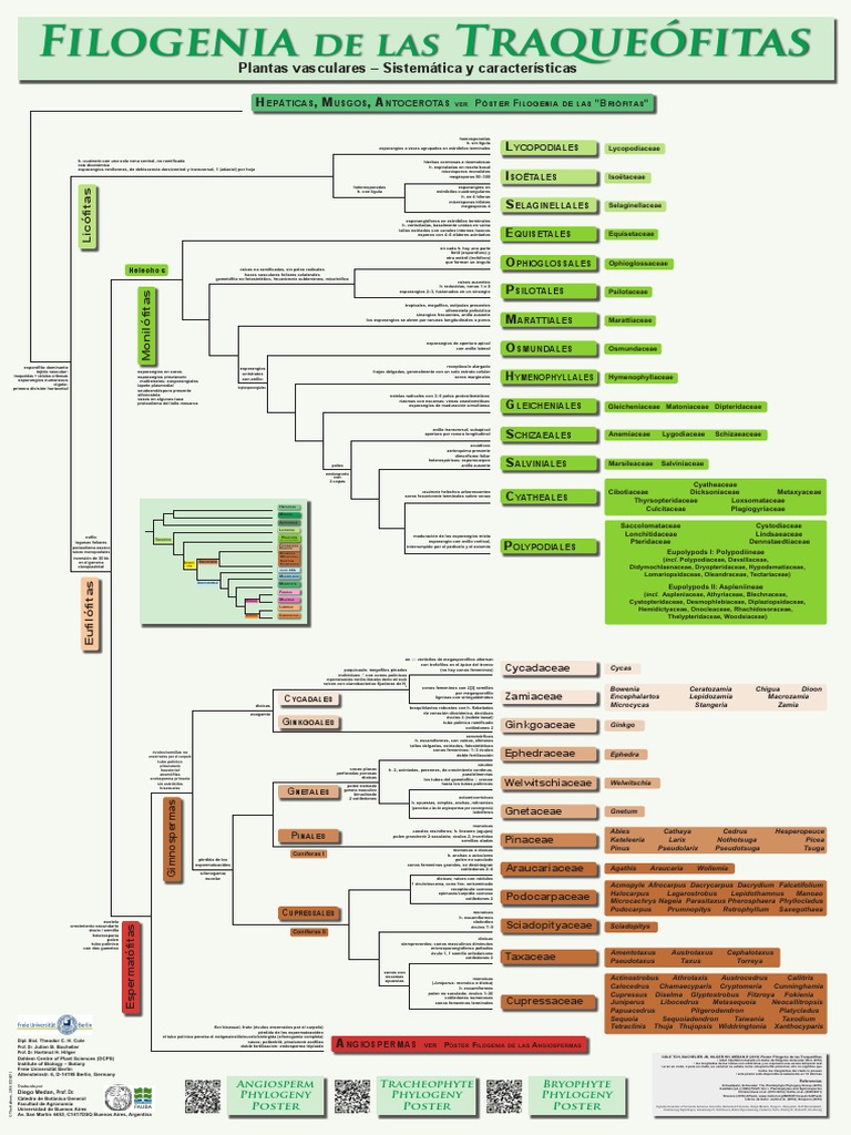 Filogenia de las Traqueófitas | PDF | Helecho | Plantas