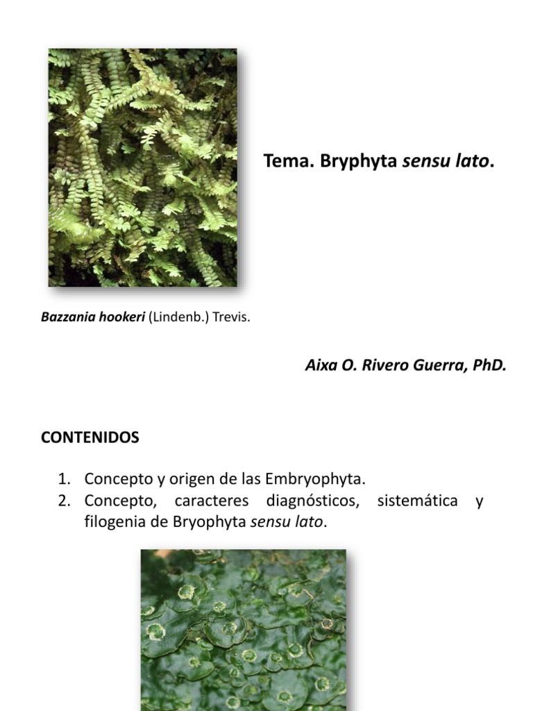 Diversidad y Filogenia de Bryophyta | PDF | Musgo | Organismos