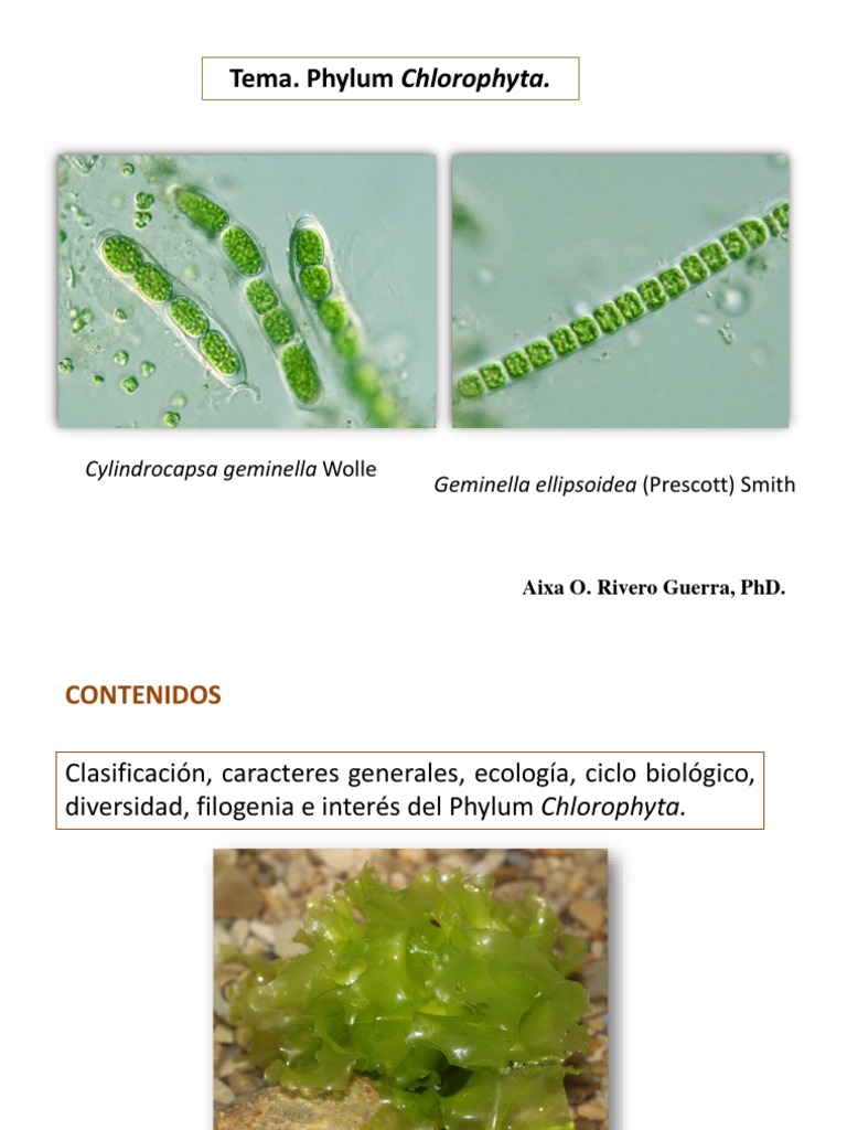 Tema. Phylum Chlorophyta | PDF | Mitosis | Biología Celular)