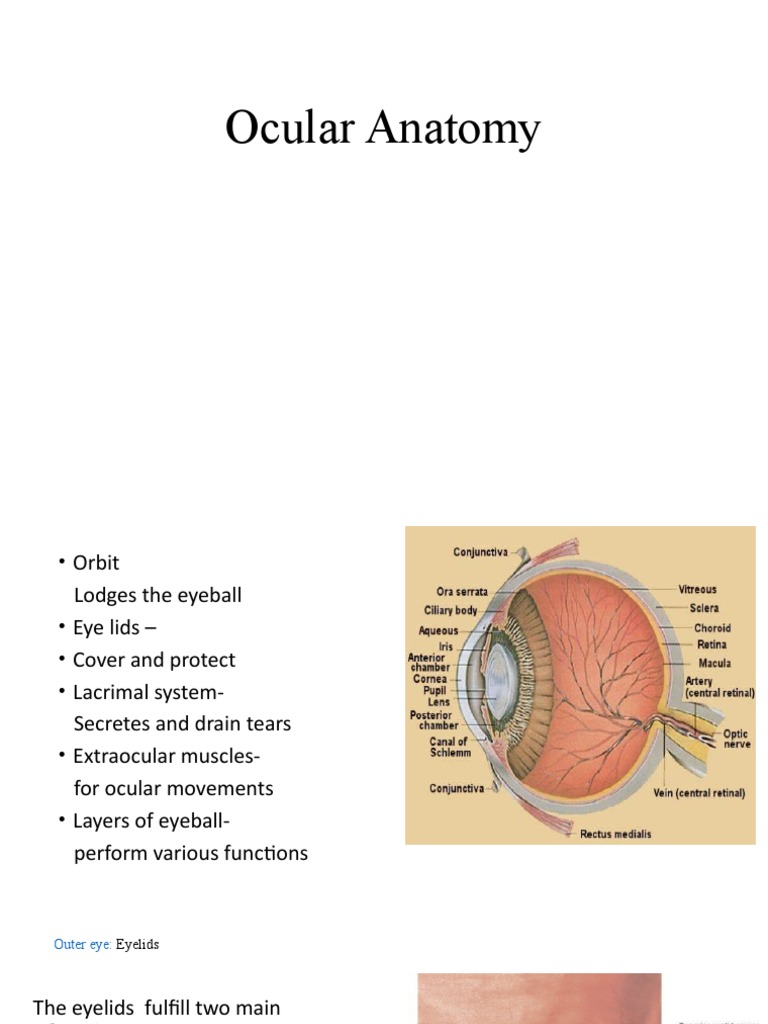 Ocular Anatomy | PDF | Cornea | Retina