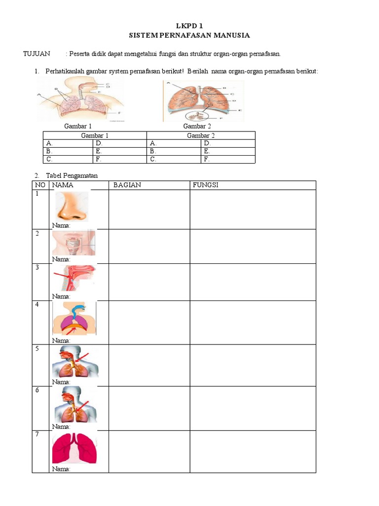 LKPD 1 Sistem Pernapasan | PDF