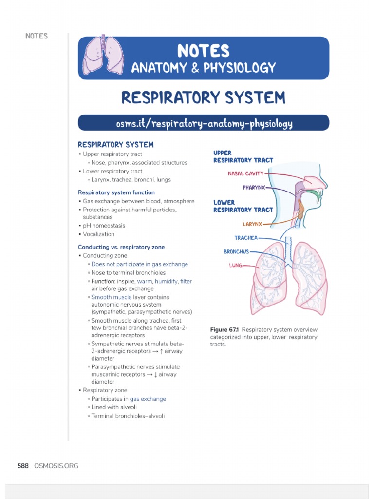 Anatomy and Physiology of The Respiratory System - OSMOSIS 2021 by ...