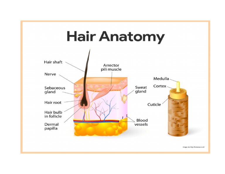 Hair Anatomy | PDF