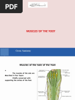 Anatomy of the Dorsum of the Foot | PDF | Foot | Ankle