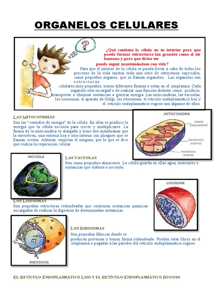 Organelos Celulares | PDF | Citoplasma | Vacuole