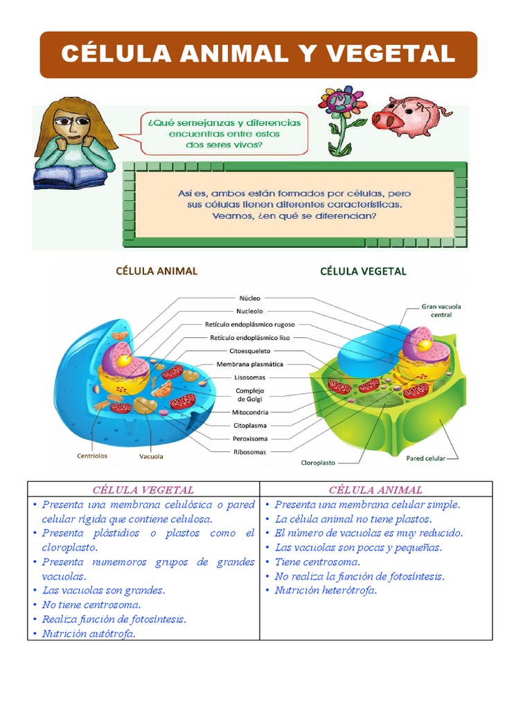 Célula Animal y Vegetal | PDF | Plantas | Cloroplasto