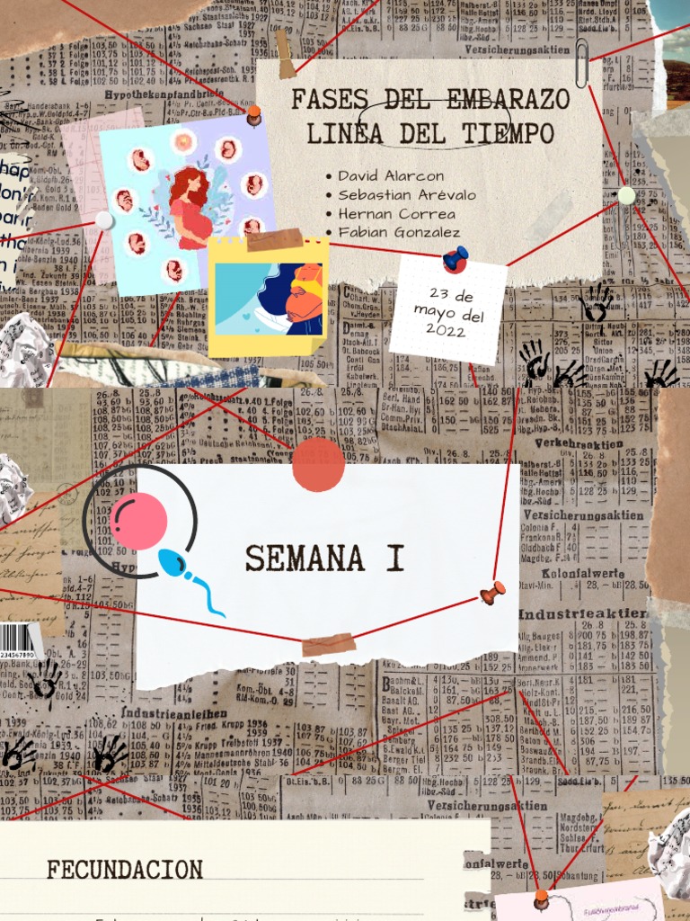 Fases Del Embarazo Linea Del Tiempo | PDF | Placenta | Feto