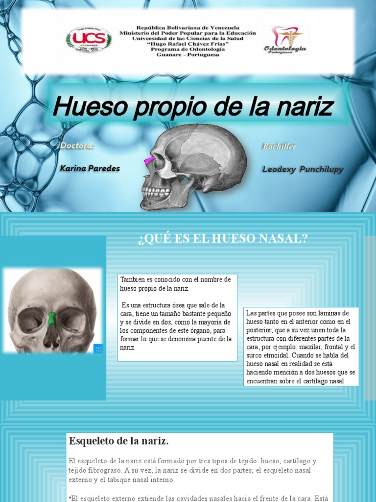 Hueso Propio de La Nariz | PDF | Nariz humana | Morfología (biología)