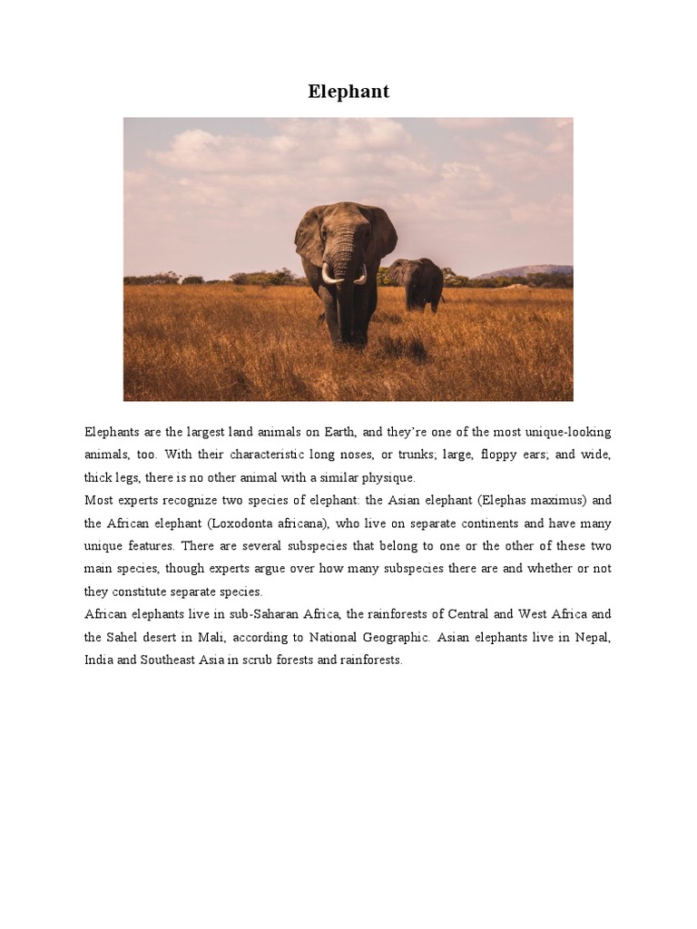 Elephant | PDF