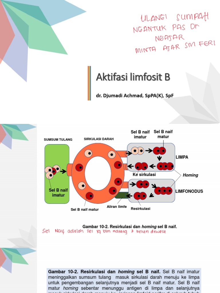 Aktivasi Limfosit B | PDF | Sains & Matematika