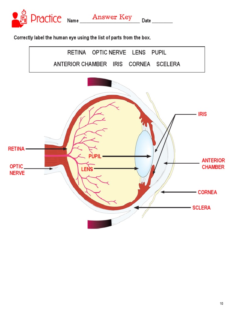 Answer Key-Human-Eye | PDF