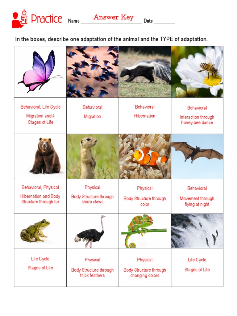 Answer Key - Animal-Adaptations | PDF | Adaptation