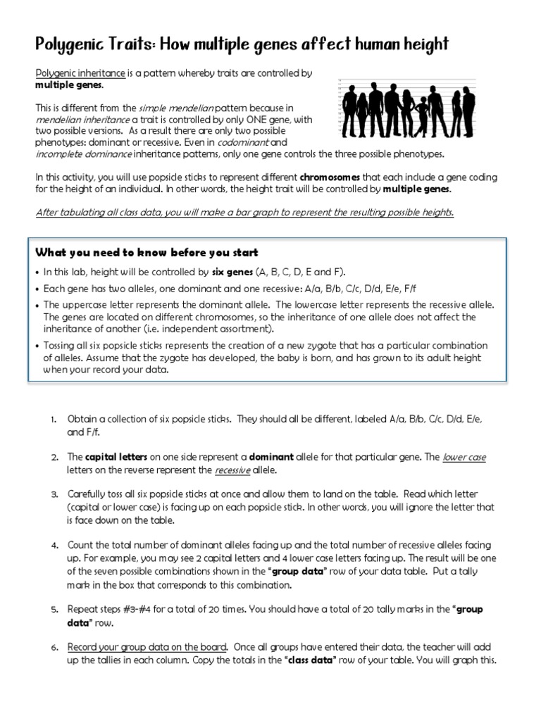 Polygenic Traits Activity | PDF | Dominance (Genetics) | Heredity