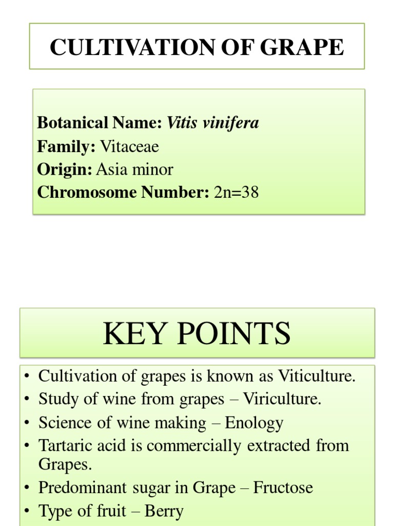 Grapes | PDF | Vitis | Viticulture