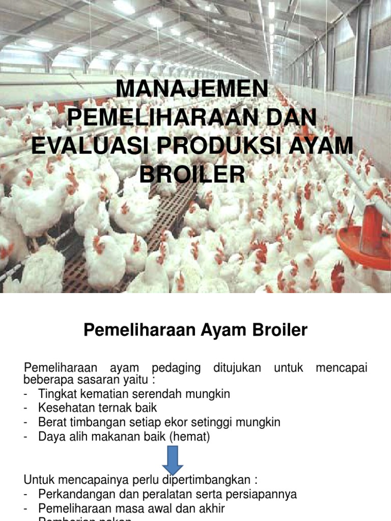 Manajemen Pemeliharaan Ayam Broiler | PDF | Kesehatan Holistik | Teknologi & Rekayasa