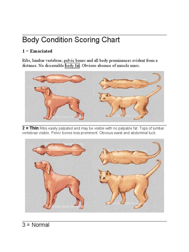 Injection Techniques, Auscultation, Body Score | PDF | Heart | Lung
