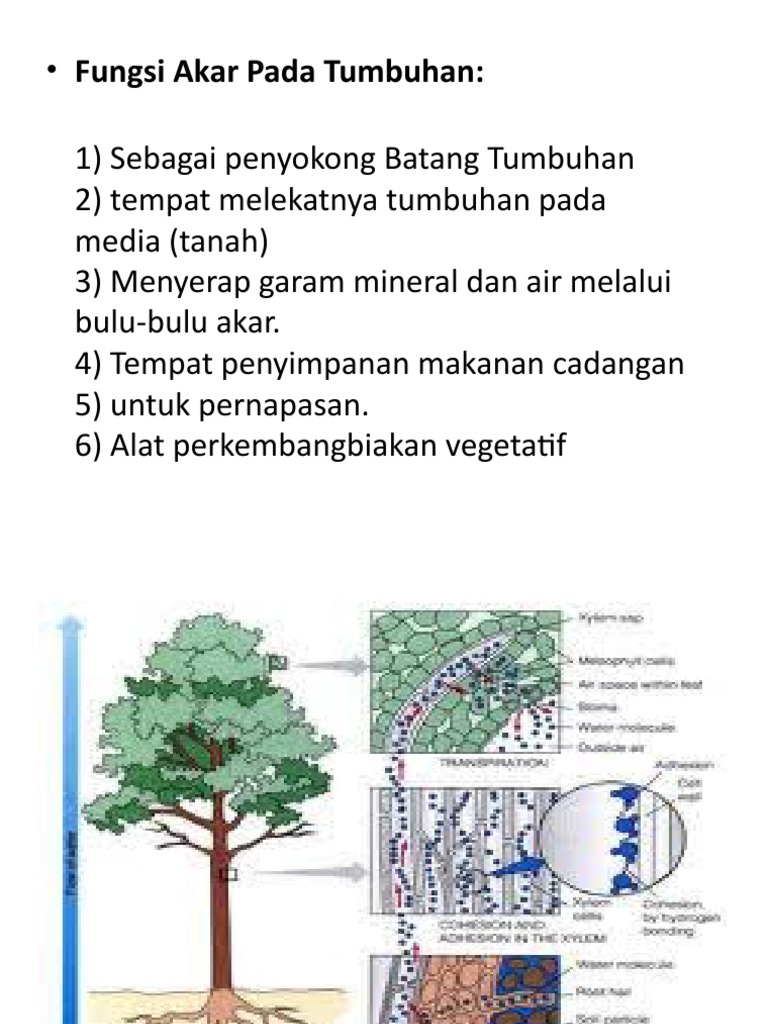 Anatomi Akar | PDF