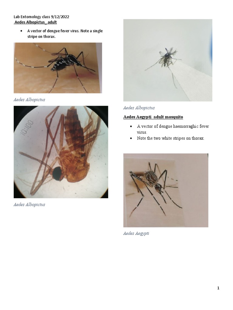 Lab Entomology Mosquito | Download Free PDF | Mosquito | Aedes Aegypti