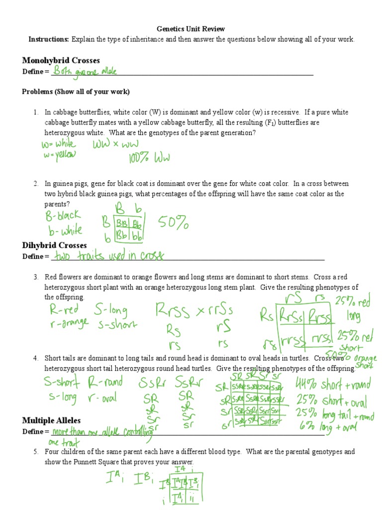 Genetics Unit Review Pdf Dominance Genetics Genotype