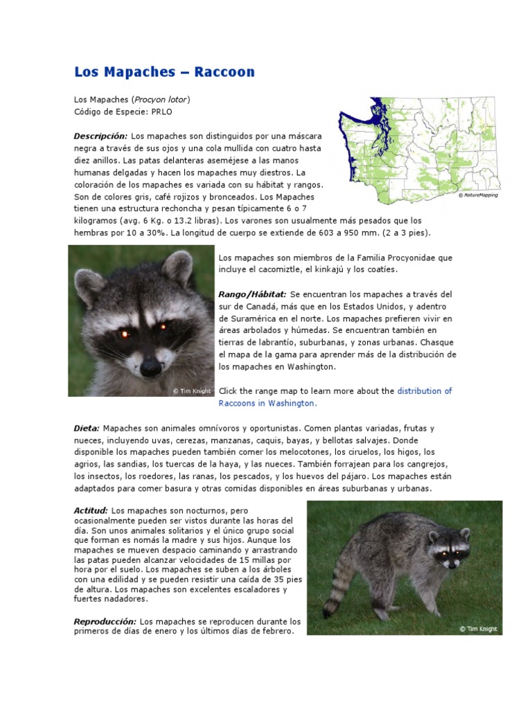 Los Mapaches | PDF | Mapache | Depredación