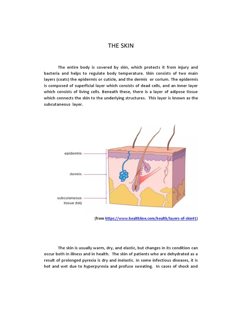 The Skin | PDF | Science & Mathematics