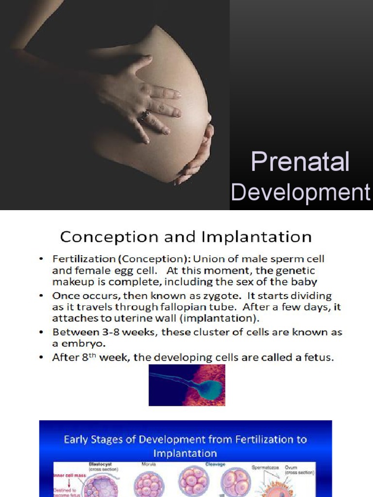 Unit 7 - Prenatal Development | PDF