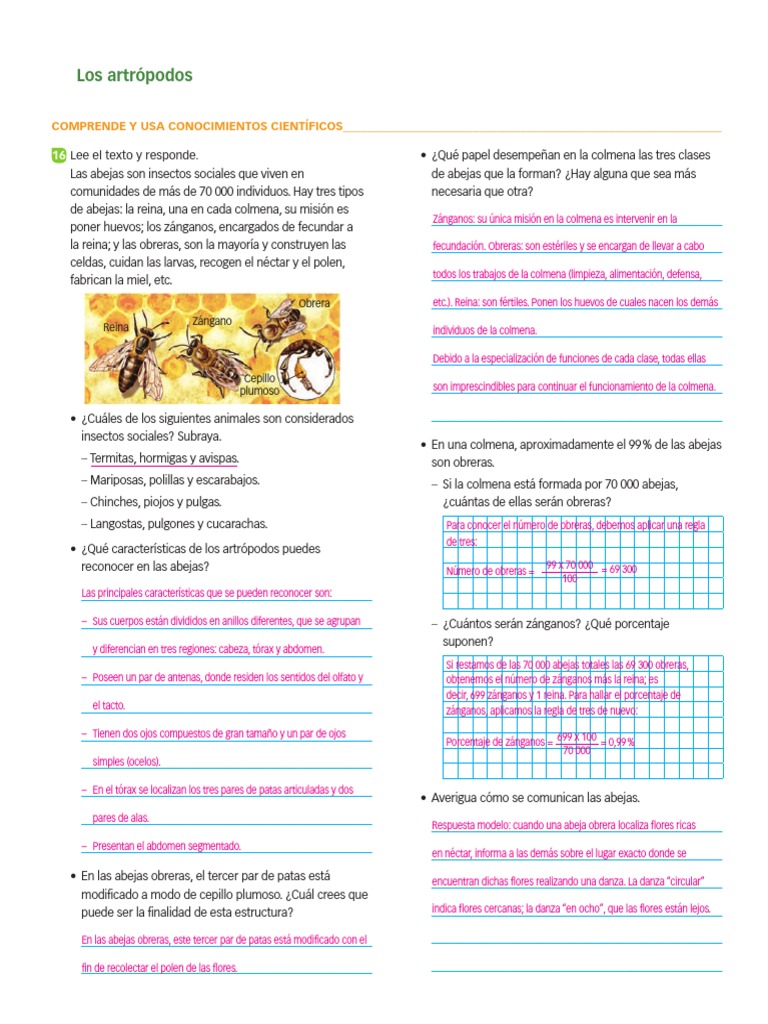 C-1º Sol-Pract-Act4 Cyt U3. | PDF | Colmena | Abejas