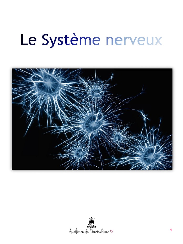Organisation du Système Nerveux | PDF | Système nerveux | Nerf