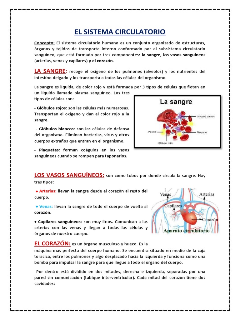 Funciones y Estructura del Sistema Circulatorio | PDF | Sistema ...