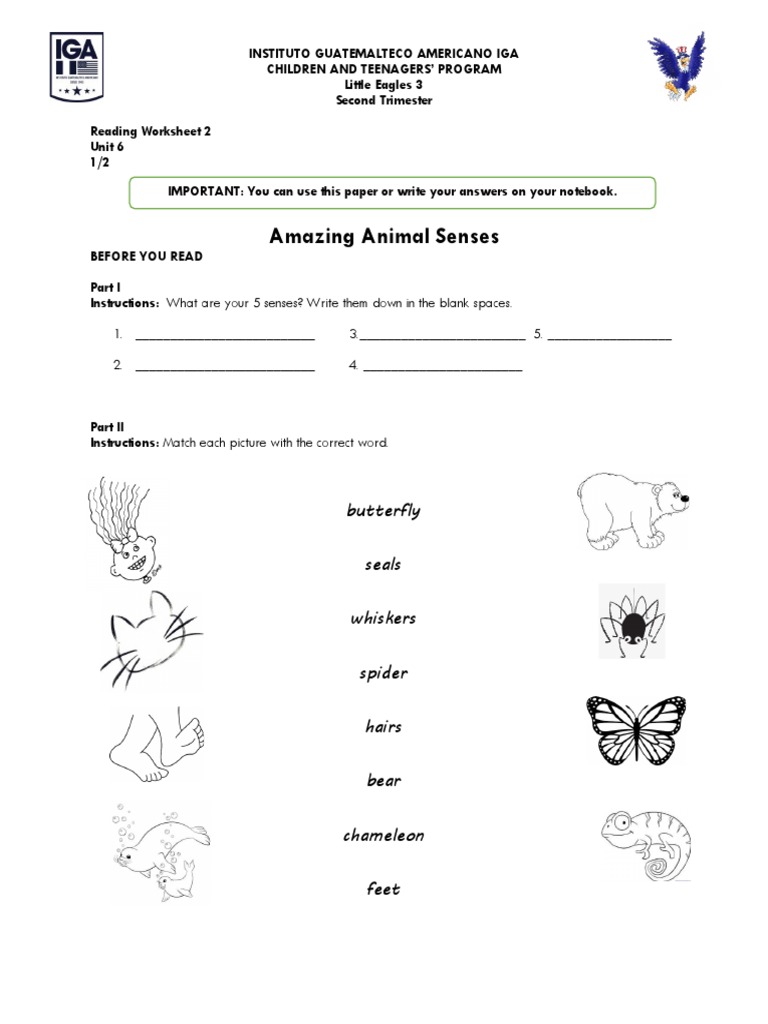 Amazin Animal Senses - Reading | Download Free PDF | Senses