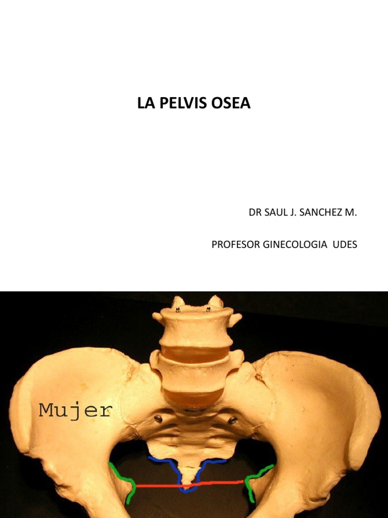 Anatomía y Clasificación de la Pelvis Ósea | PDF | Pelvis | Sistema ...