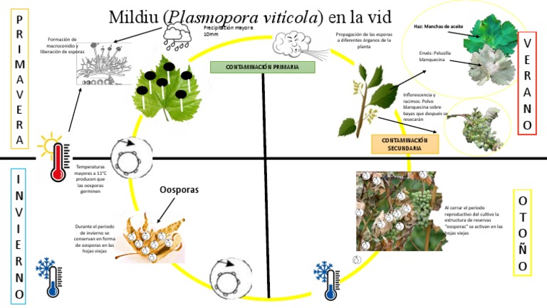 Ciclo Del Mildiu - Vid | PDF | Agricultura | Ramas de la botánica
