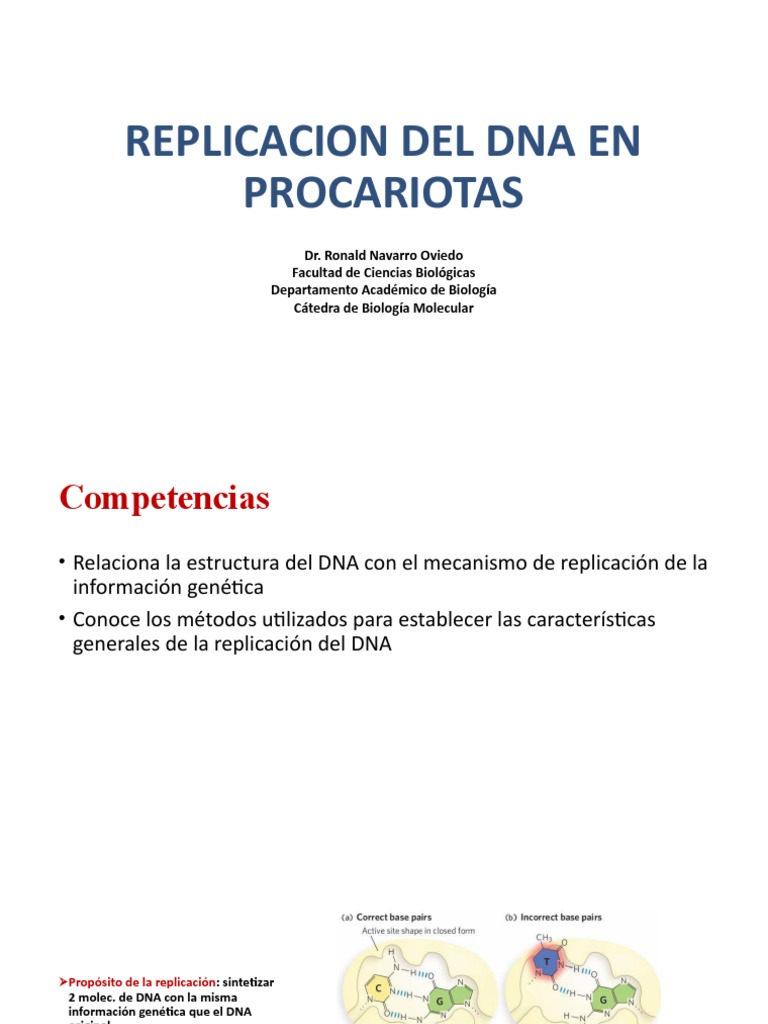 Replicación Del DNA 2022 | PDF | Replicación De Adn | Adn