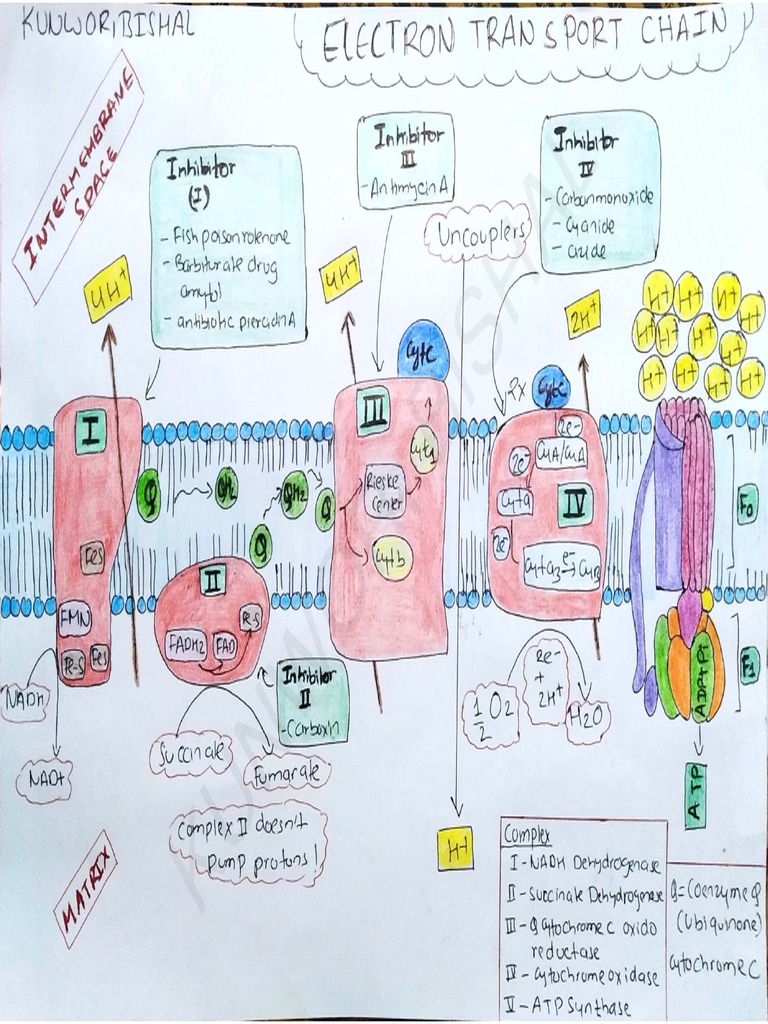Electron Transport Chain | PDF