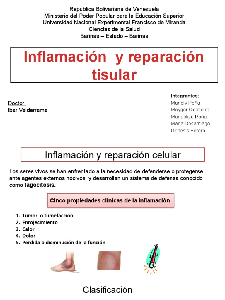 IV Inflamacion y Reparacion Tisular | PDF | Inflamación | Cicatrización ...