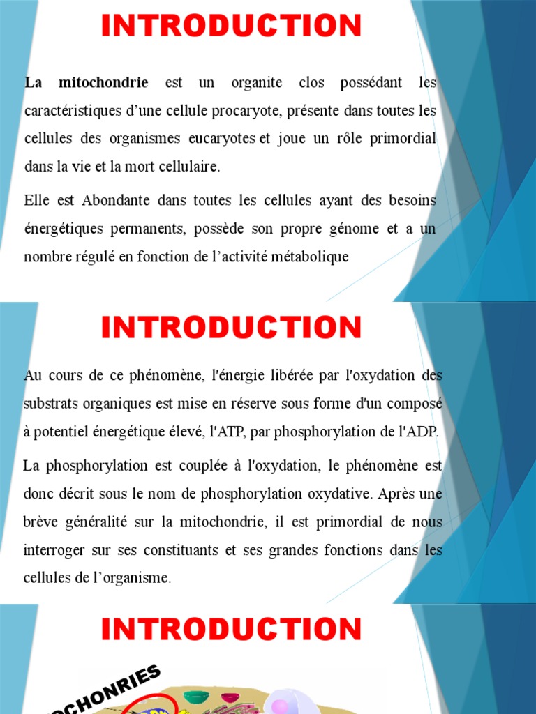 La Mitochondrie Est Un Organite Clos Possédant Les | PDF | Mitochondrie ...