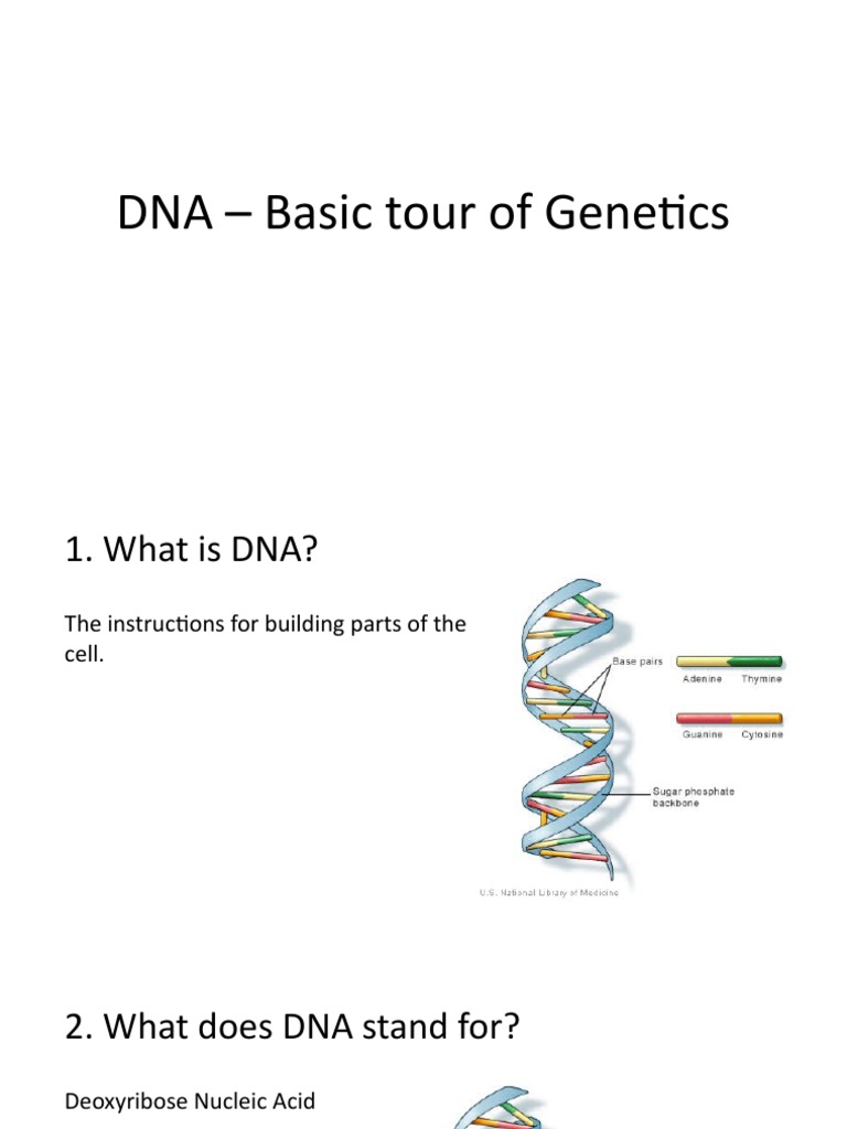 Basic Tour of Genetics | PDF | Dna | Gene
