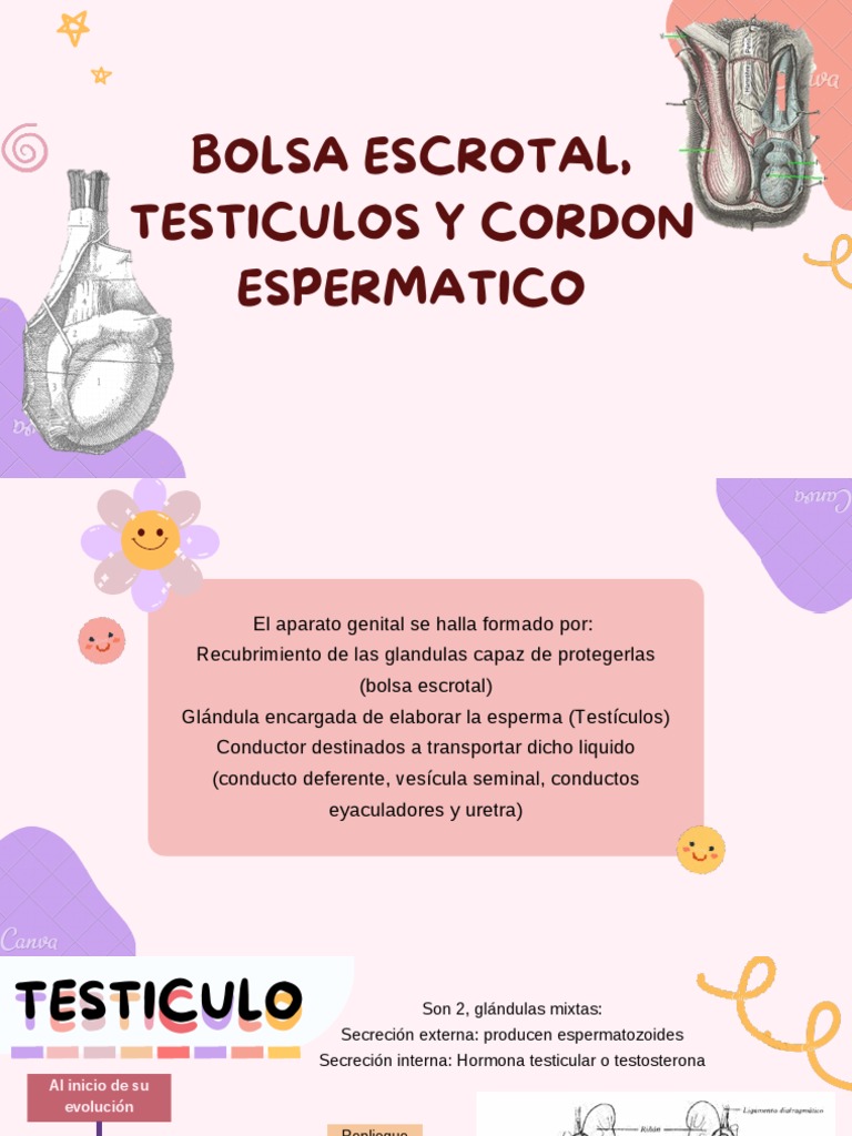 Bolsa Escrotal, Testiculos y Cordon Espermatico | PDF | Testículo ...