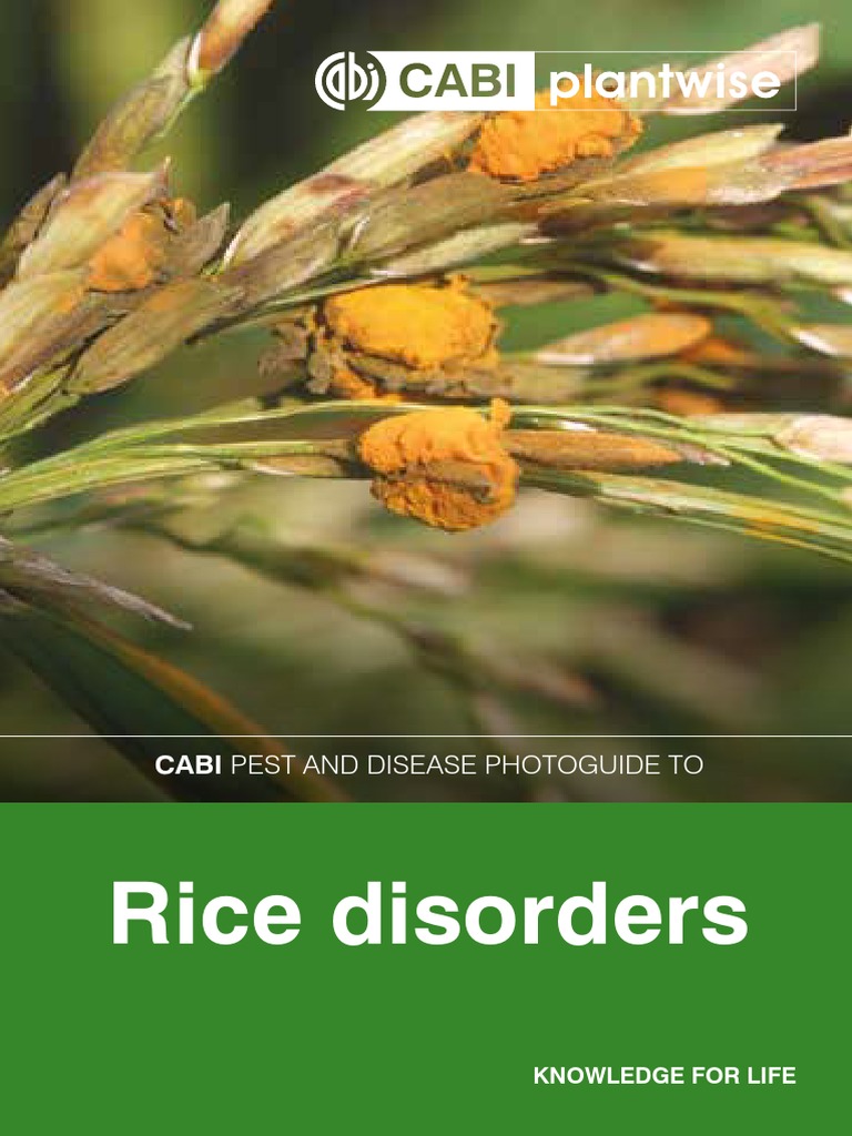 Rice Disorders 1550759358 | PDF | Organisms | Plants