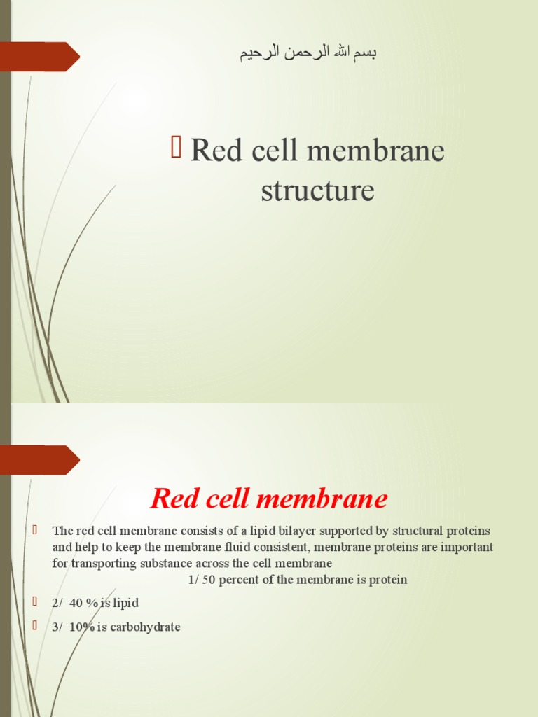 Red Cell Membrane Structure 2 | PDF | Cell Membrane | Lipid Bilayer