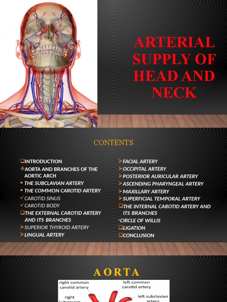 Arterial Supply of Head and Neck | PDF | Common Carotid Artery | Aorta