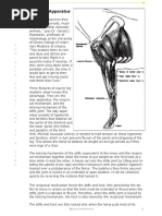 Understanding the Horse's Stay Apparatus | PDF | Skeletal System | Joints
