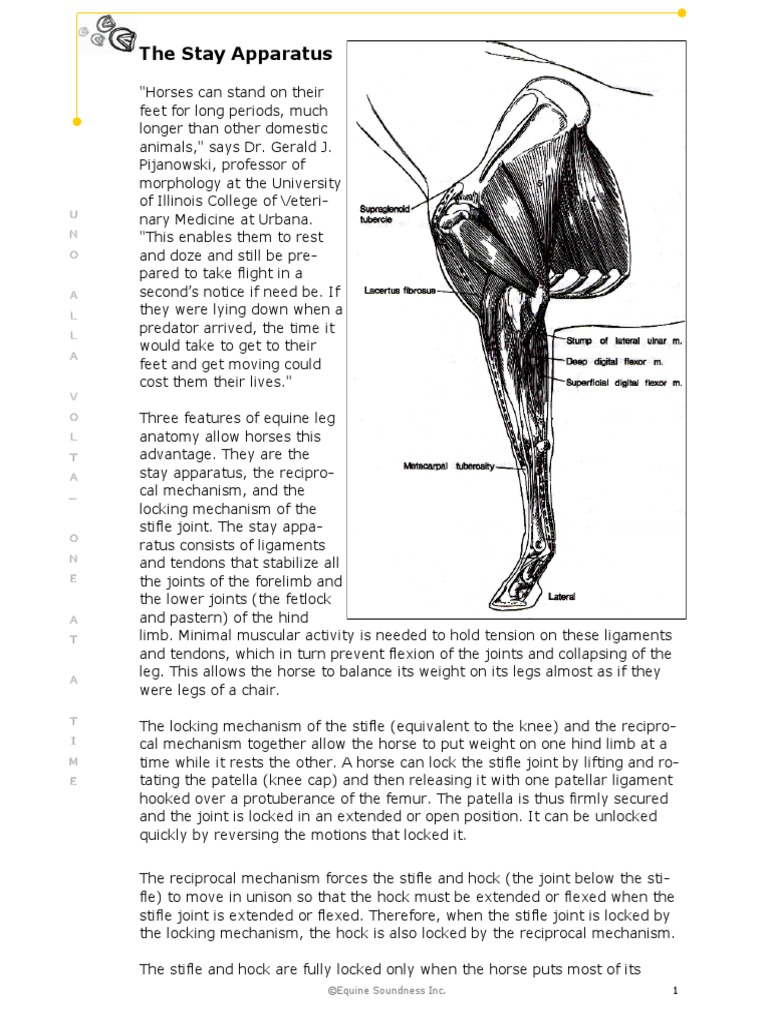 1578 The Stay Apparatus | PDF | Musculoskeletal System | Joints