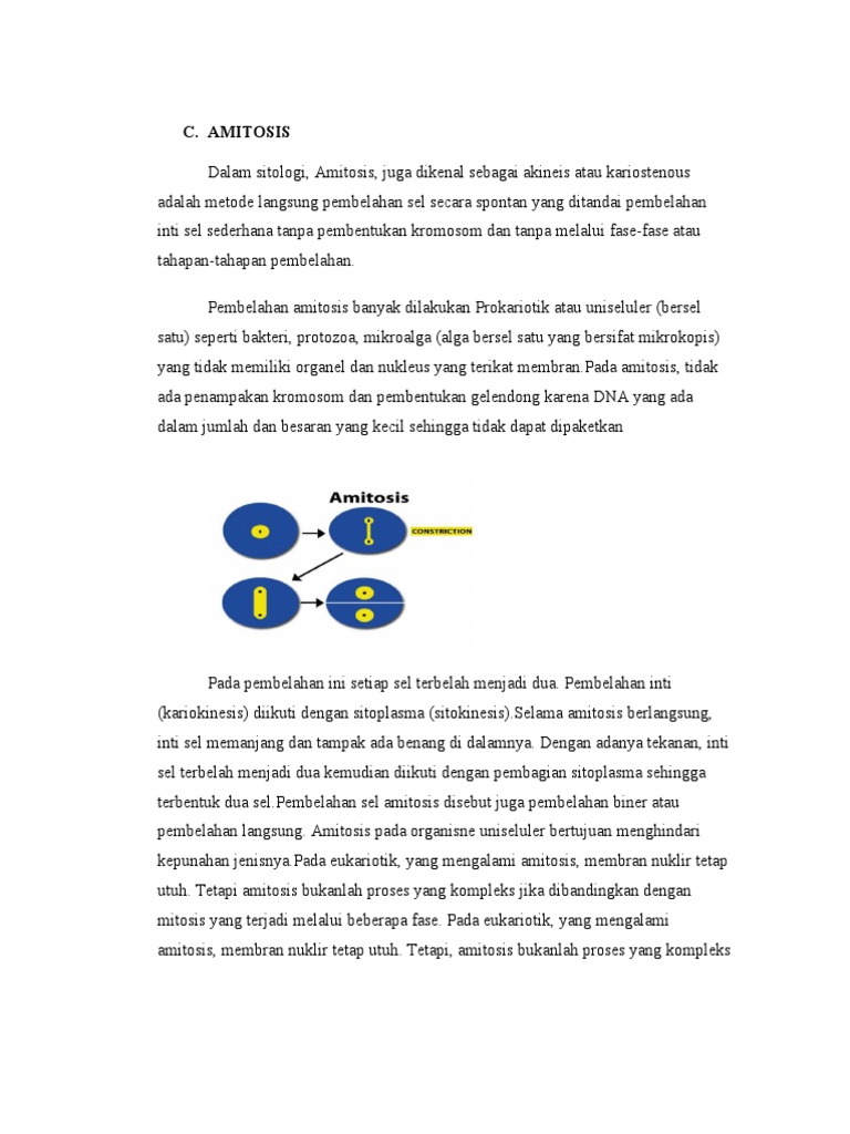 Pembelahan Sel Amitosis | PDF | Sains & Matematika