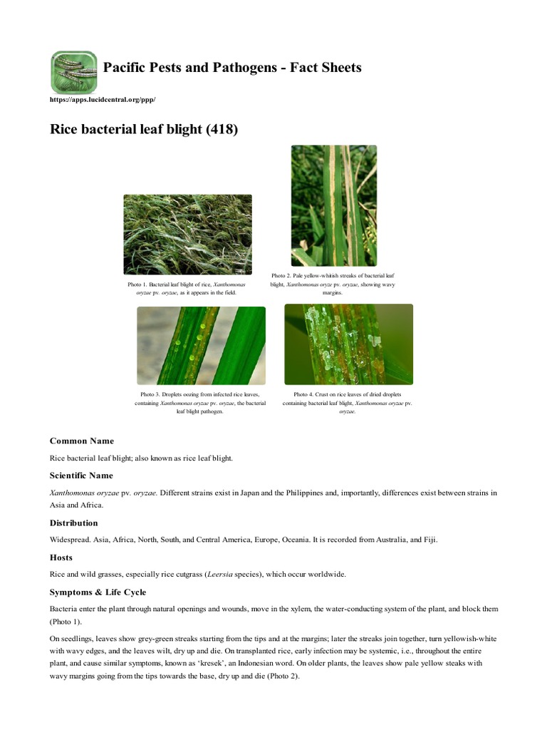 Bacterial Leaf Blight of Rice Overview | PDF | Agriculture | Organisms