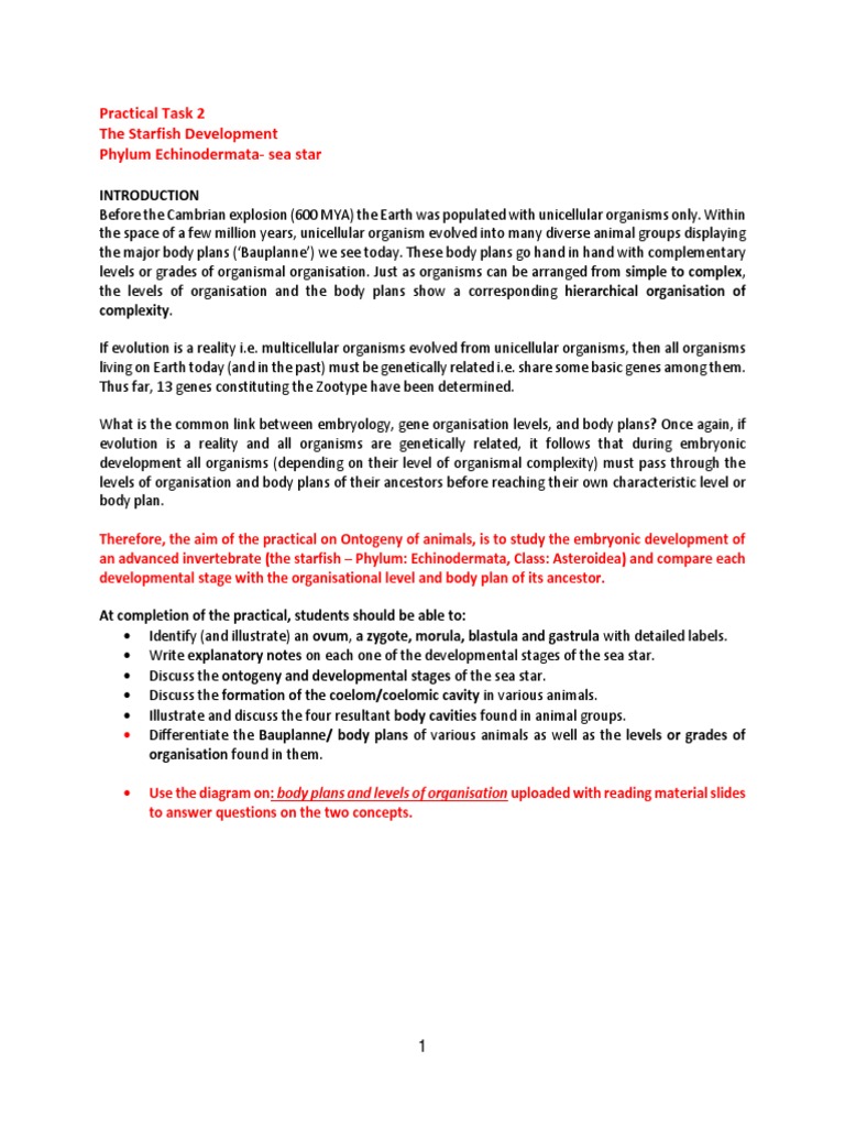 Practical Task 2 Starfish Development | PDF | Zoology | Morphology ...