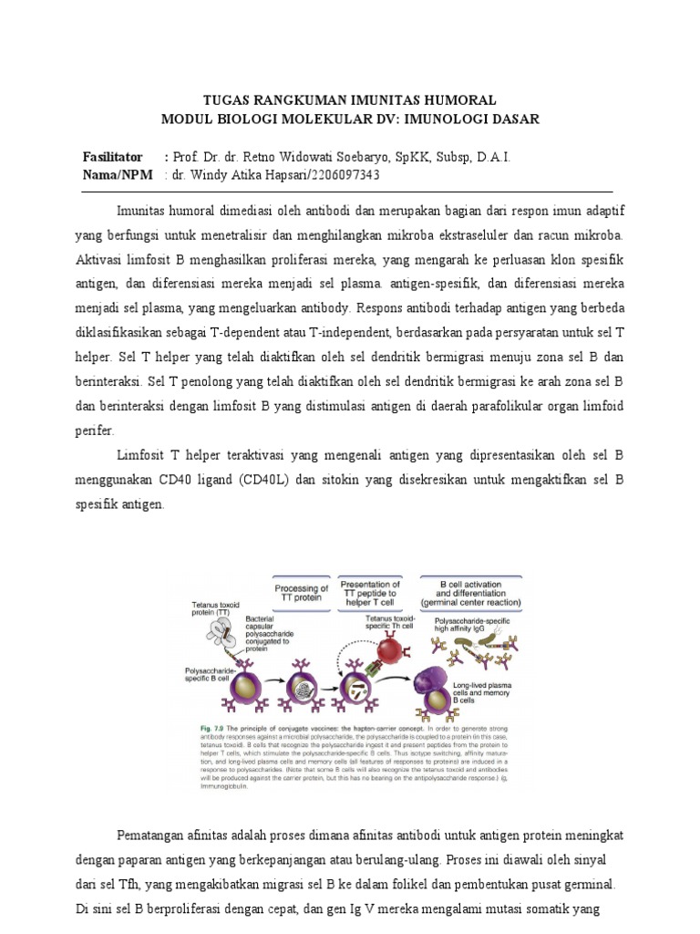 Windy Atika Hapsari - Rangkuman Sistem Imunitas Humoral | PDF | Sains ...